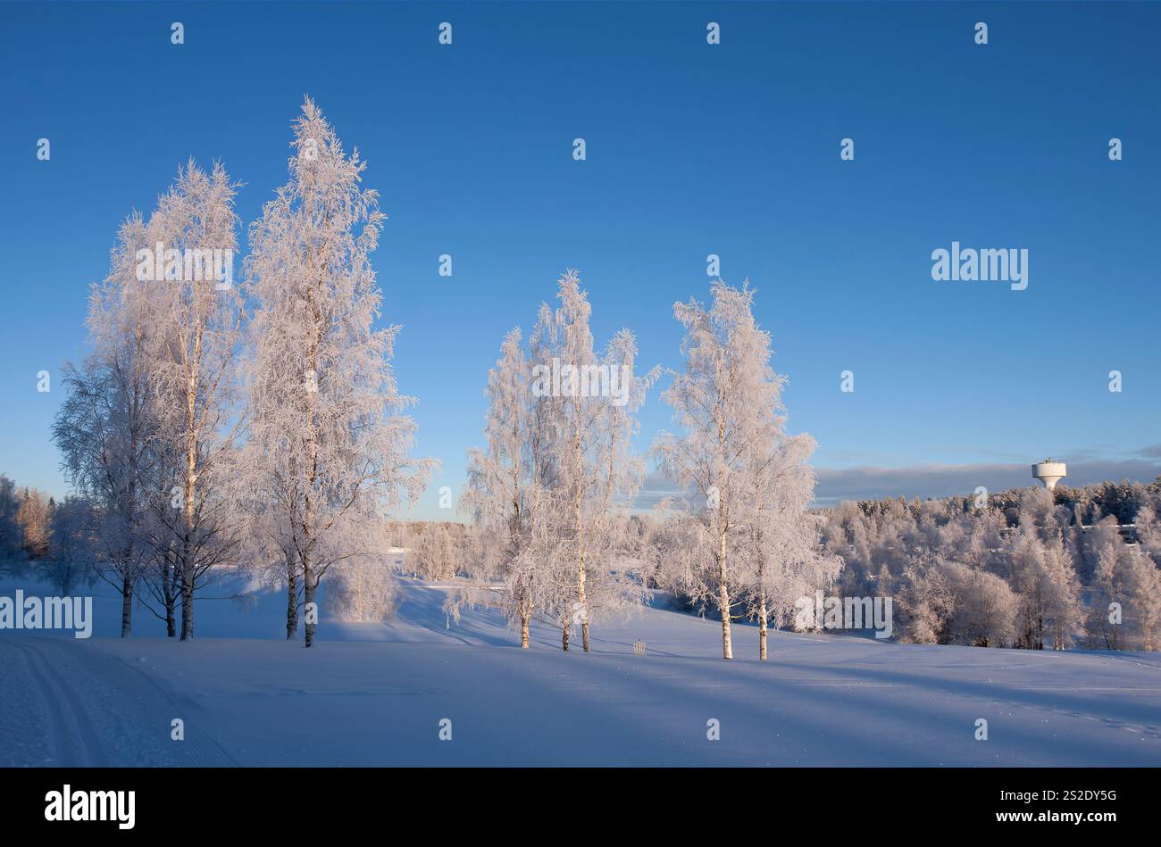 Midwinter, and snowy meadows with white frosty trees. Park, recreation ...