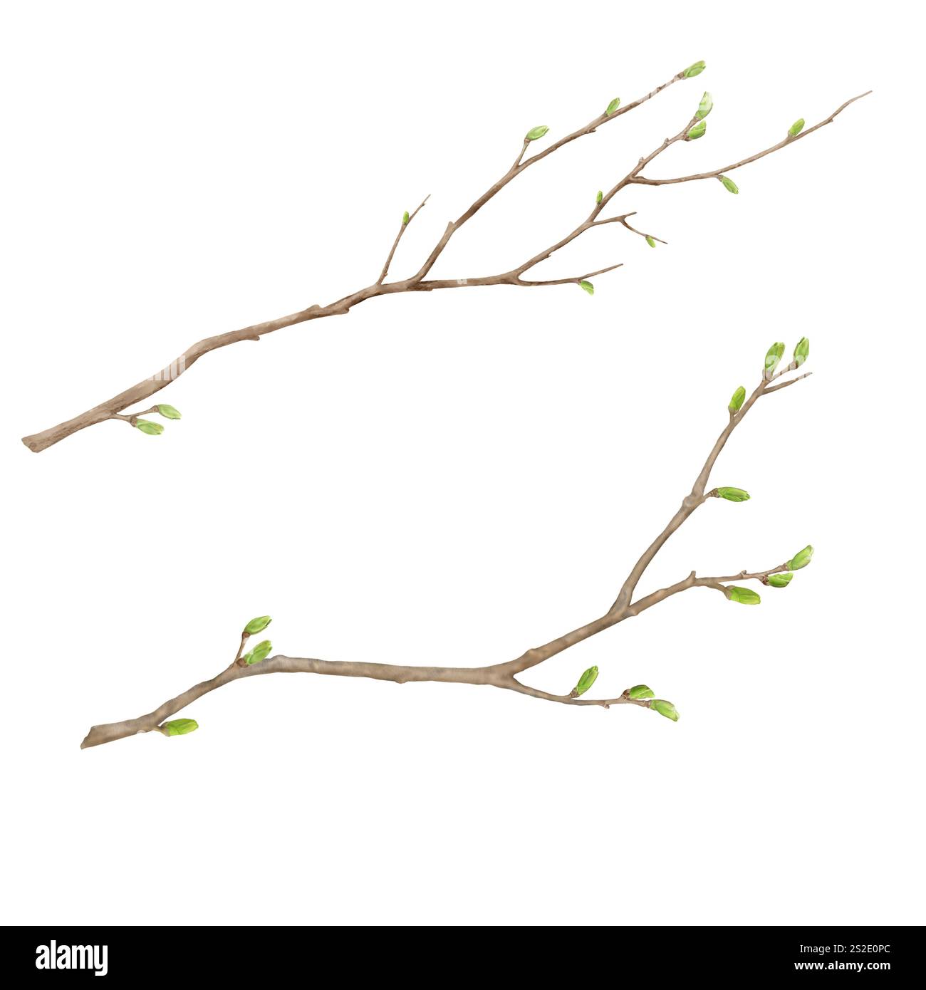 Tree branches with green spring buds in set. Watercolor digital ...