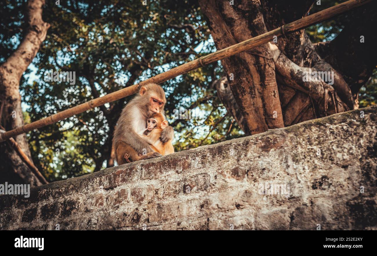 Two monkeys are sitting on a brick wall beneath a tree, the monkey is ...