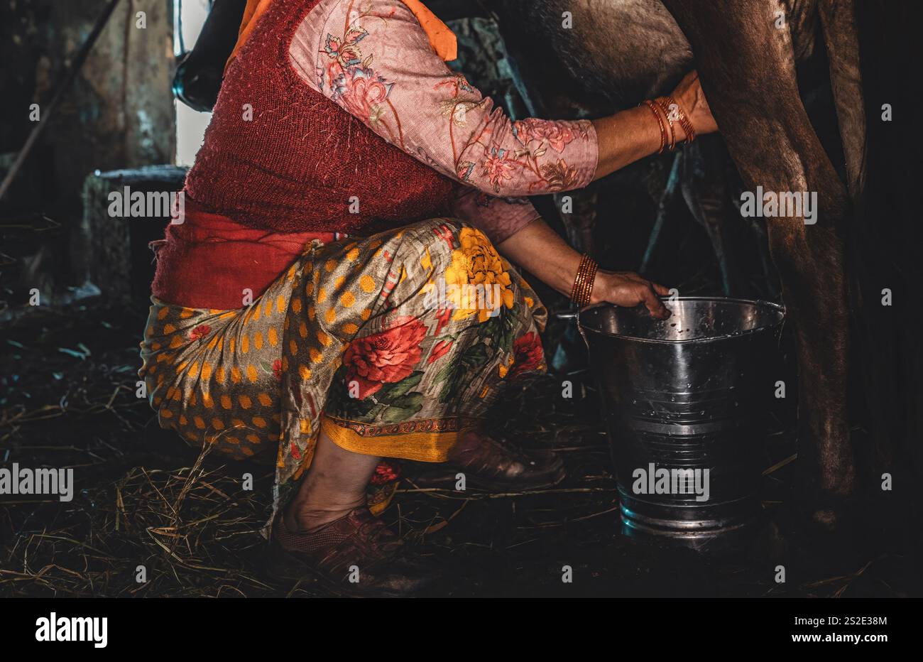 A woman is kneeling down to milk a cow in a traditional manner, dressed ...