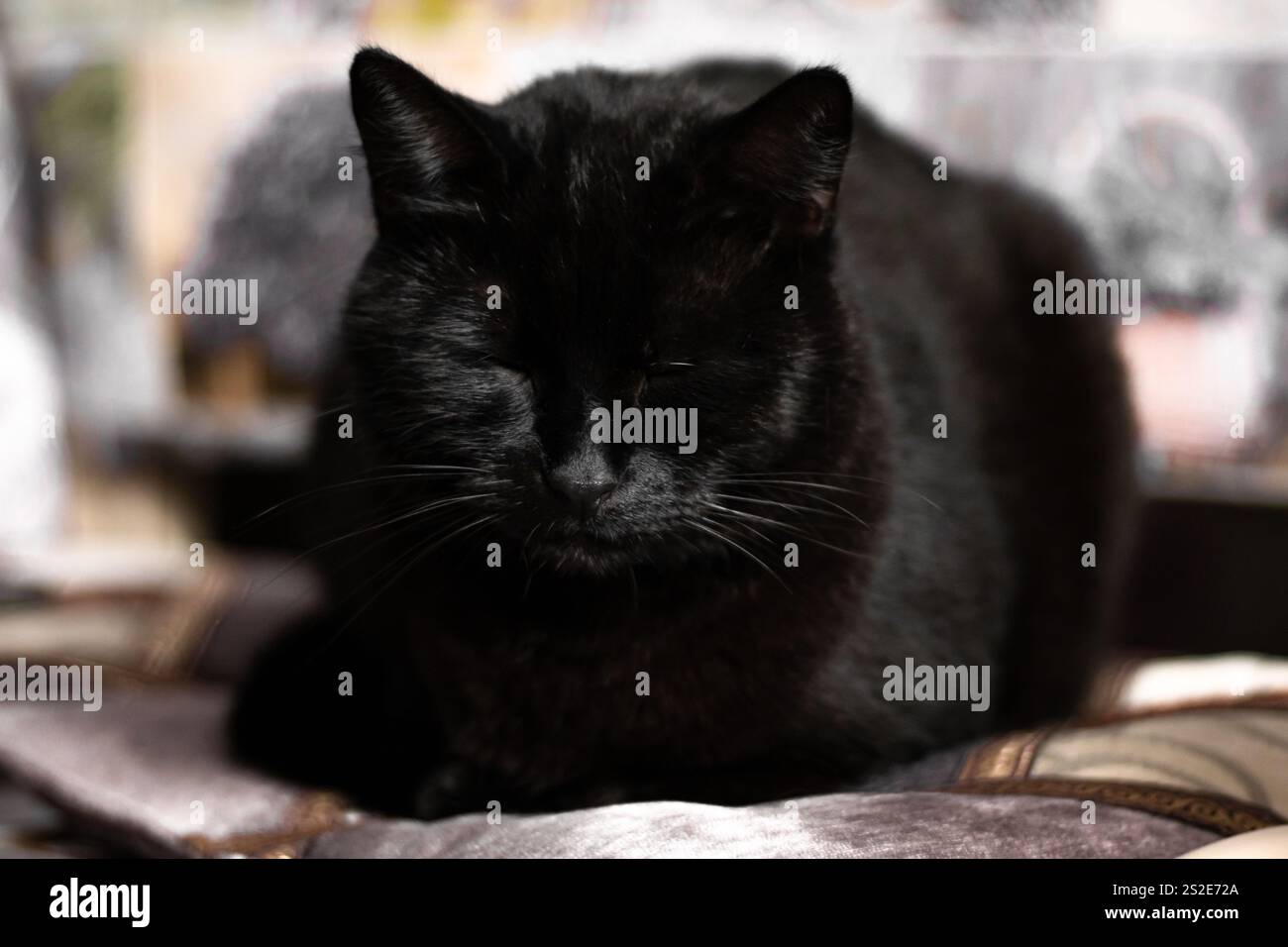 A serene image of a black cat sleeping peacefully, showcasing its ...