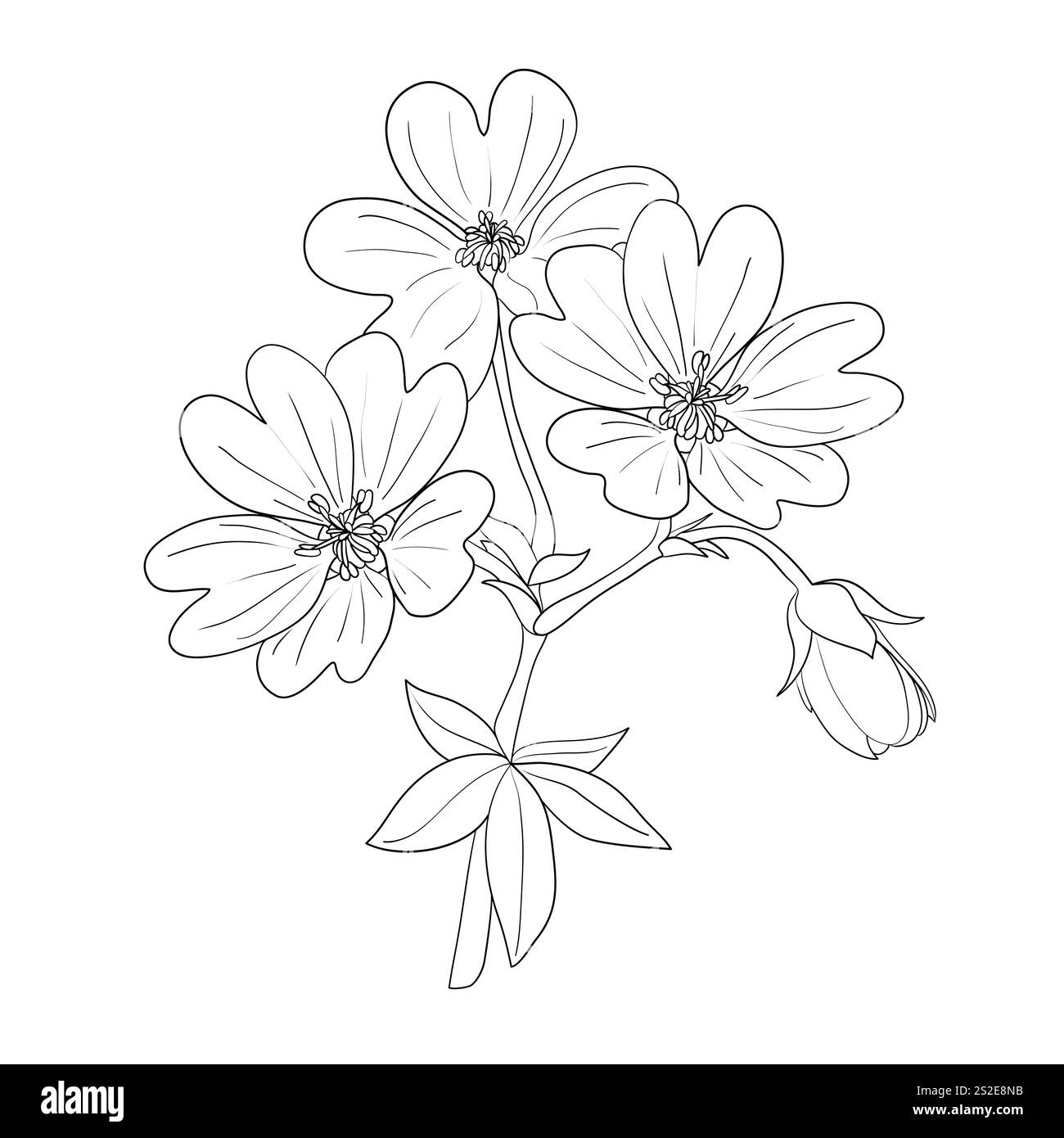 Geranium. A middle note in perfumery. Plant aromatic oil used to make ...