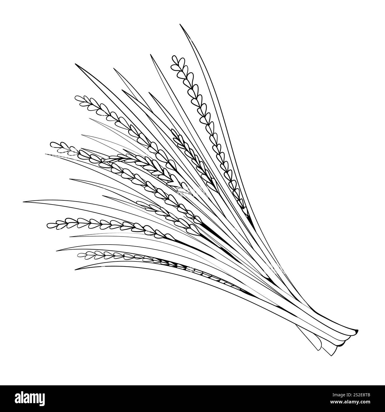 Vetiver. A base note in perfumery. Plant aromatic oil used to make ...