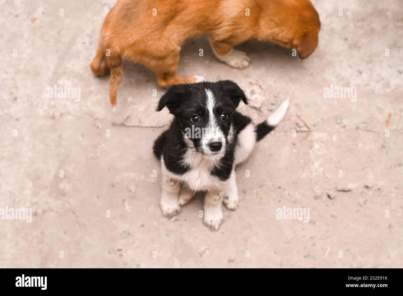 mongrel dogs. mongrel puppies on the floor Stock Photo - Alamy