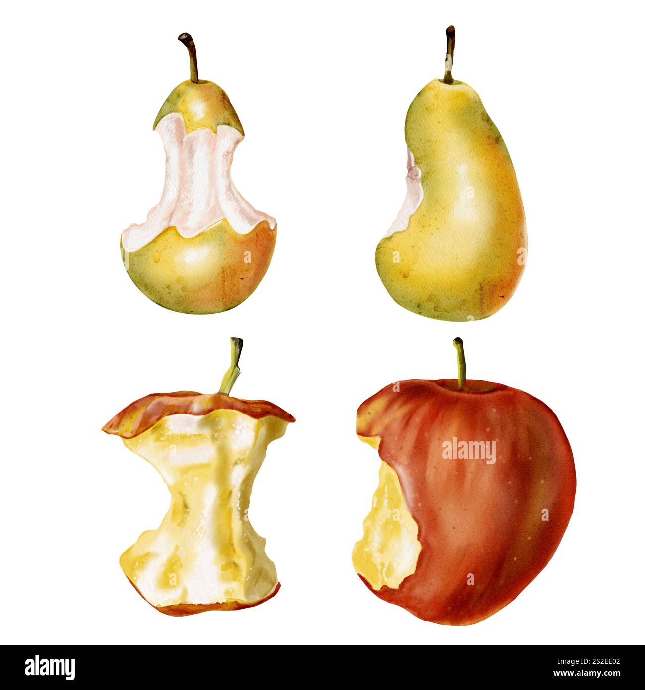 Bitten and eaten fruits. Apple and pear core. Juicy pulp and bright ...