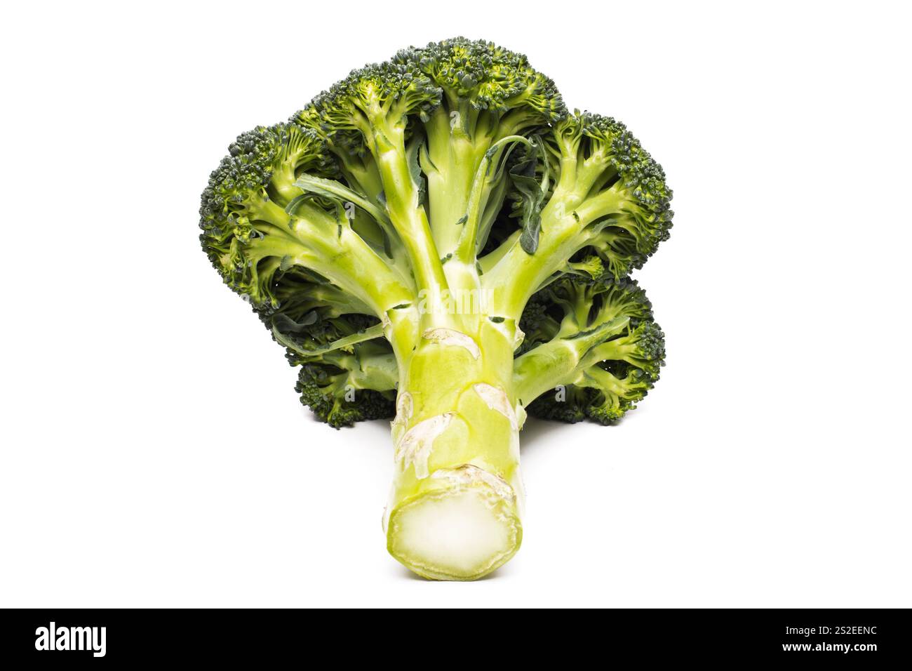 Broccoli vegetable isolated on white background Stock Photo - Alamy