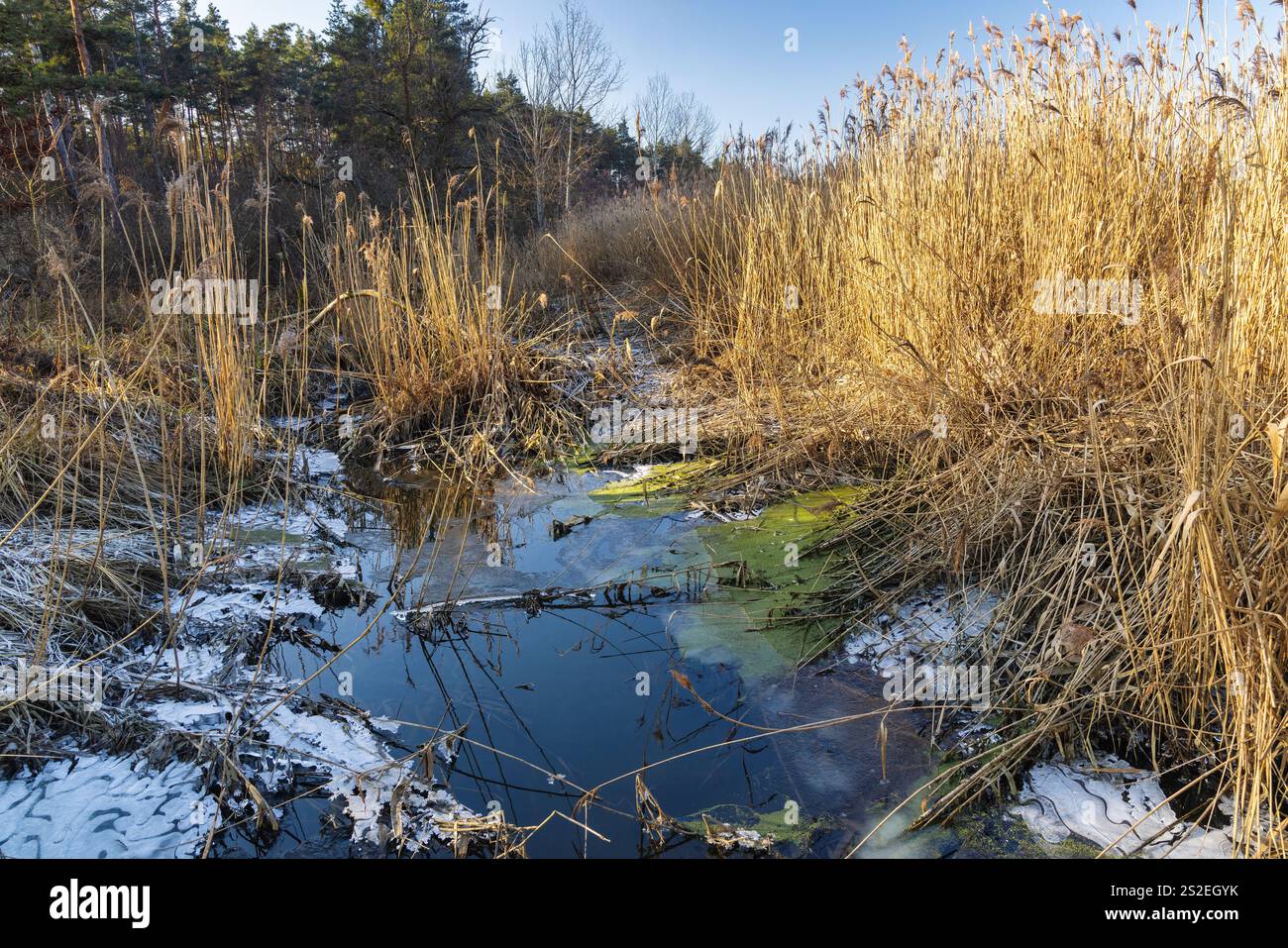 The Janovsky mokrad, landscape view of wetland in Pilsen region, Czech ...