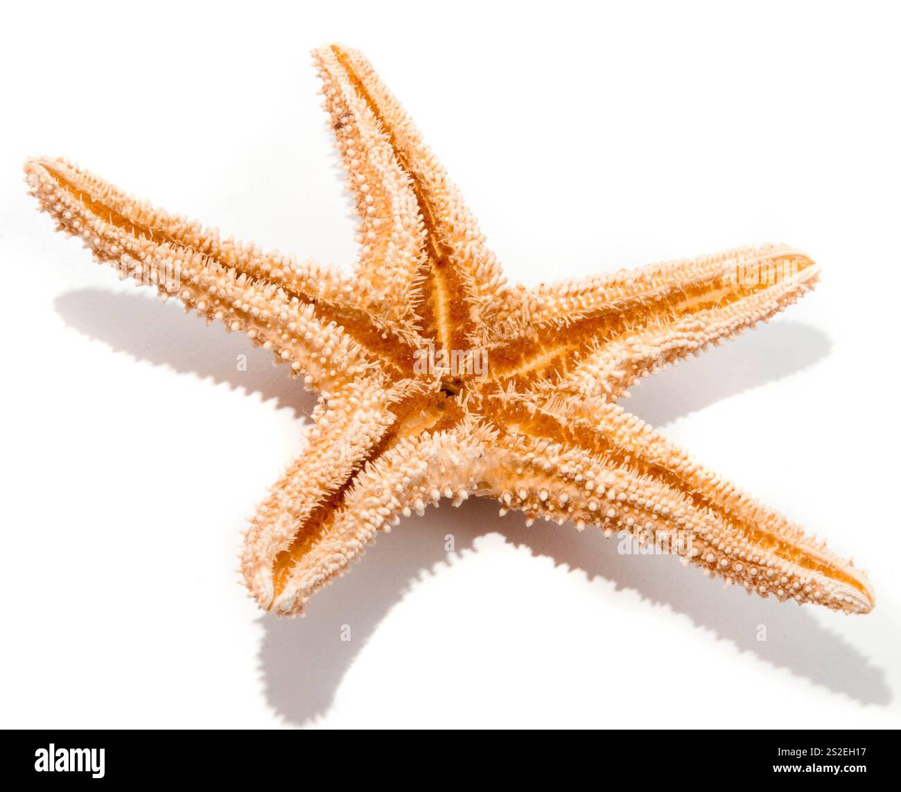 Starfish from oceans isolated on white background Stock Photo - Alamy