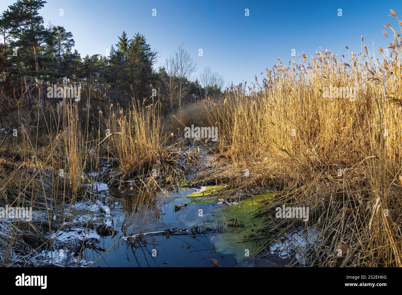 The Janovsky mokrad, landscape view of wetland in Pilsen region, Czech ...