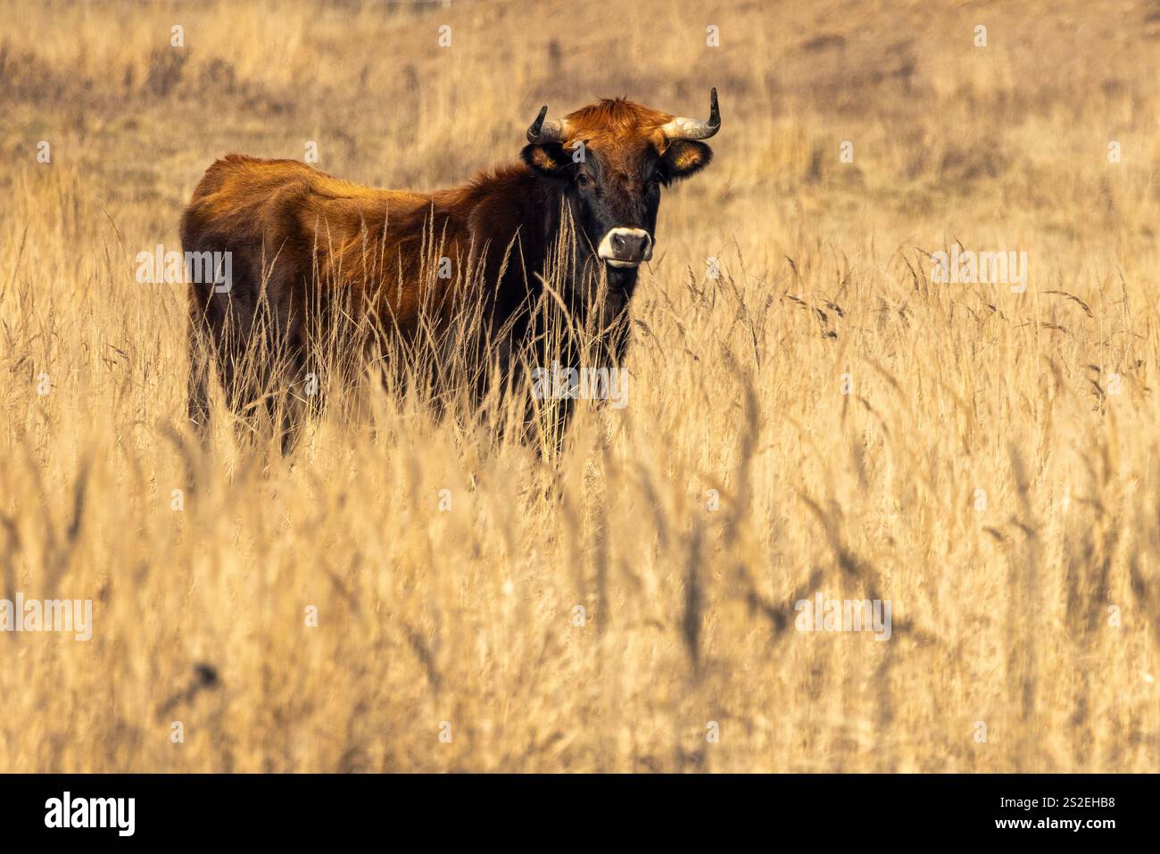 The aurochs (Bos primigenius), tauros breed living in wetland The ...