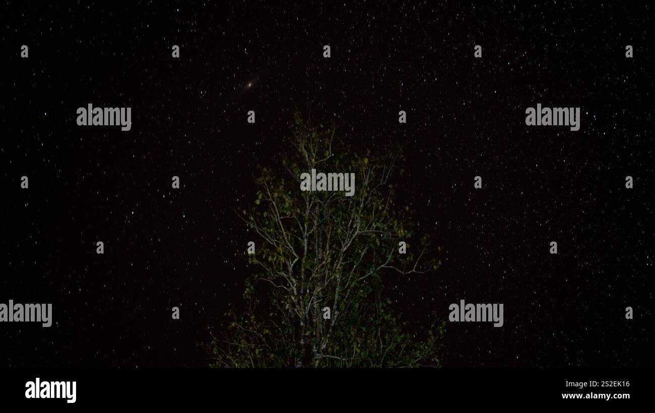 Time-lapse of stars in the Milky Way galaxy moving with a large tree in ...