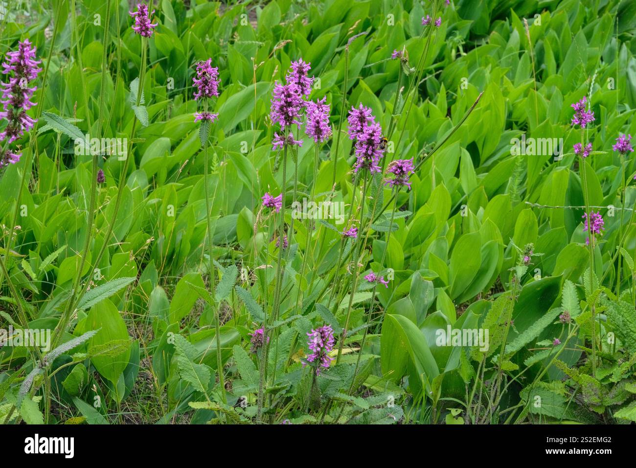 Flowers of Betonica officinalis is growing in garden. Countryside ...