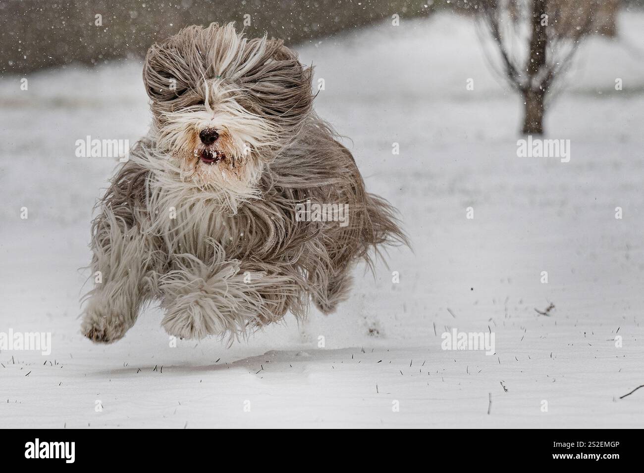 Bobbie Trotenberg's bearded Collie named "Rosalita " plays in the snow ...