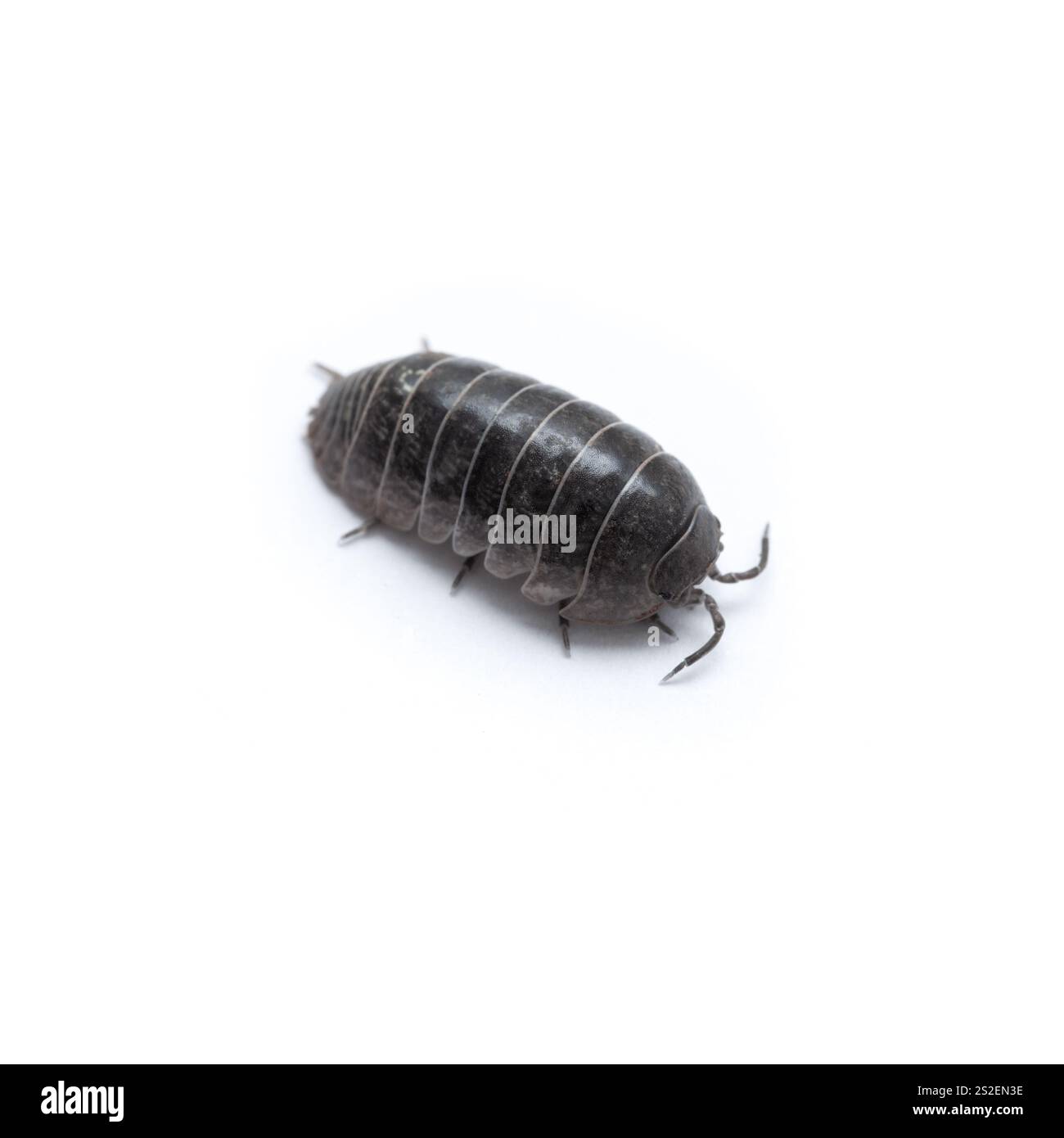 Dark grey garden isopod isolated over white background Stock Photo - Alamy