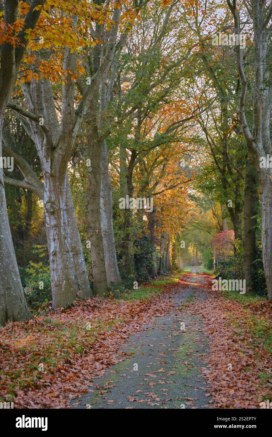 Pathway lined colorful autumn hi-res stock photography and images - Alamy