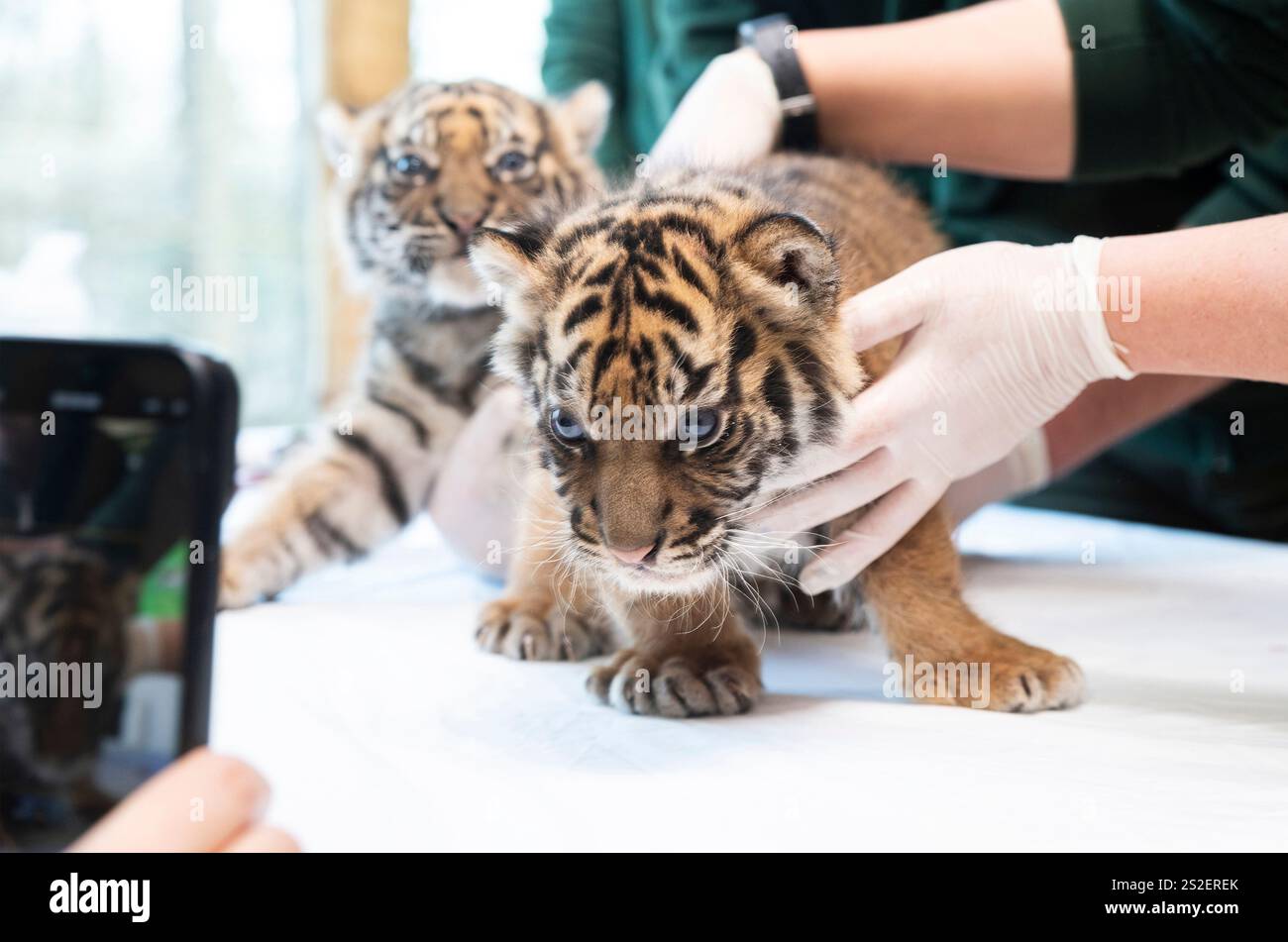 A staff vet examines one of the two Sumatran tiger clubs born four ...