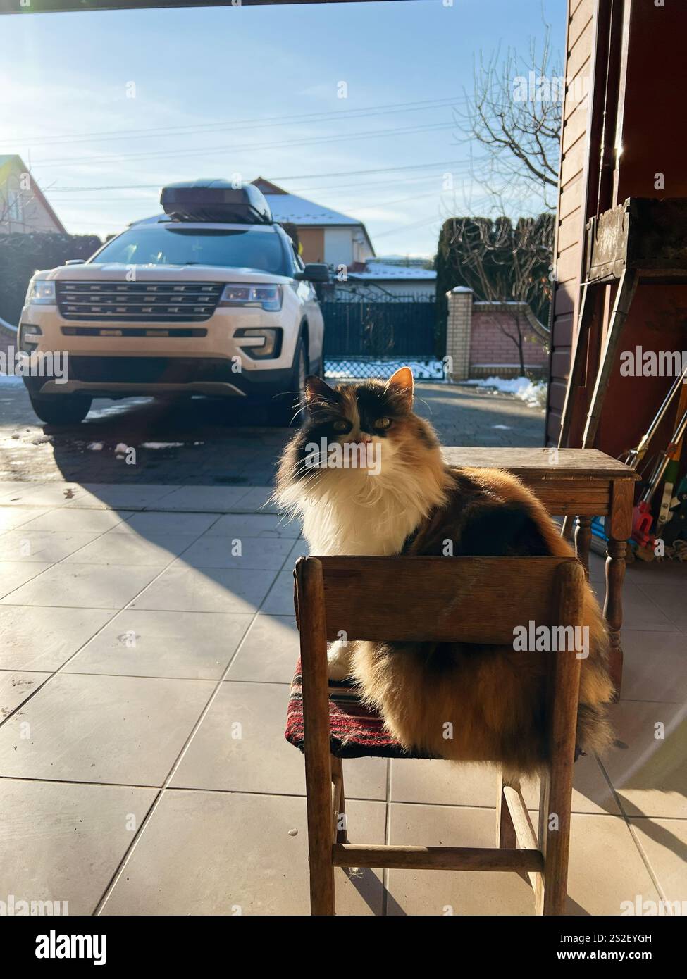 A fluffy calico cat sits on a small wooden chair in a sunny garage ...