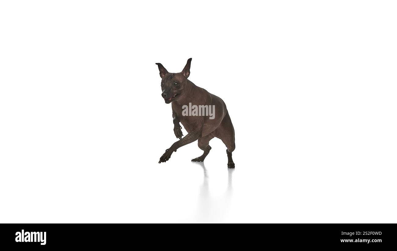 Funny looking purebred hairless Xoloitzcuintli Mexican dog running ...