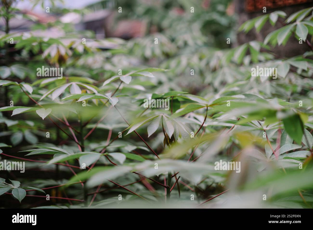 Young cassava tree with vibrant green leaves growing in a rural ...