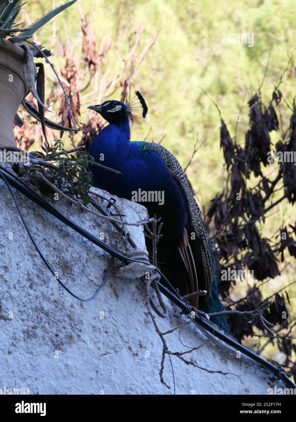 Male white and blue peacock sitting on a wall at Casa del Rey Moro in ...