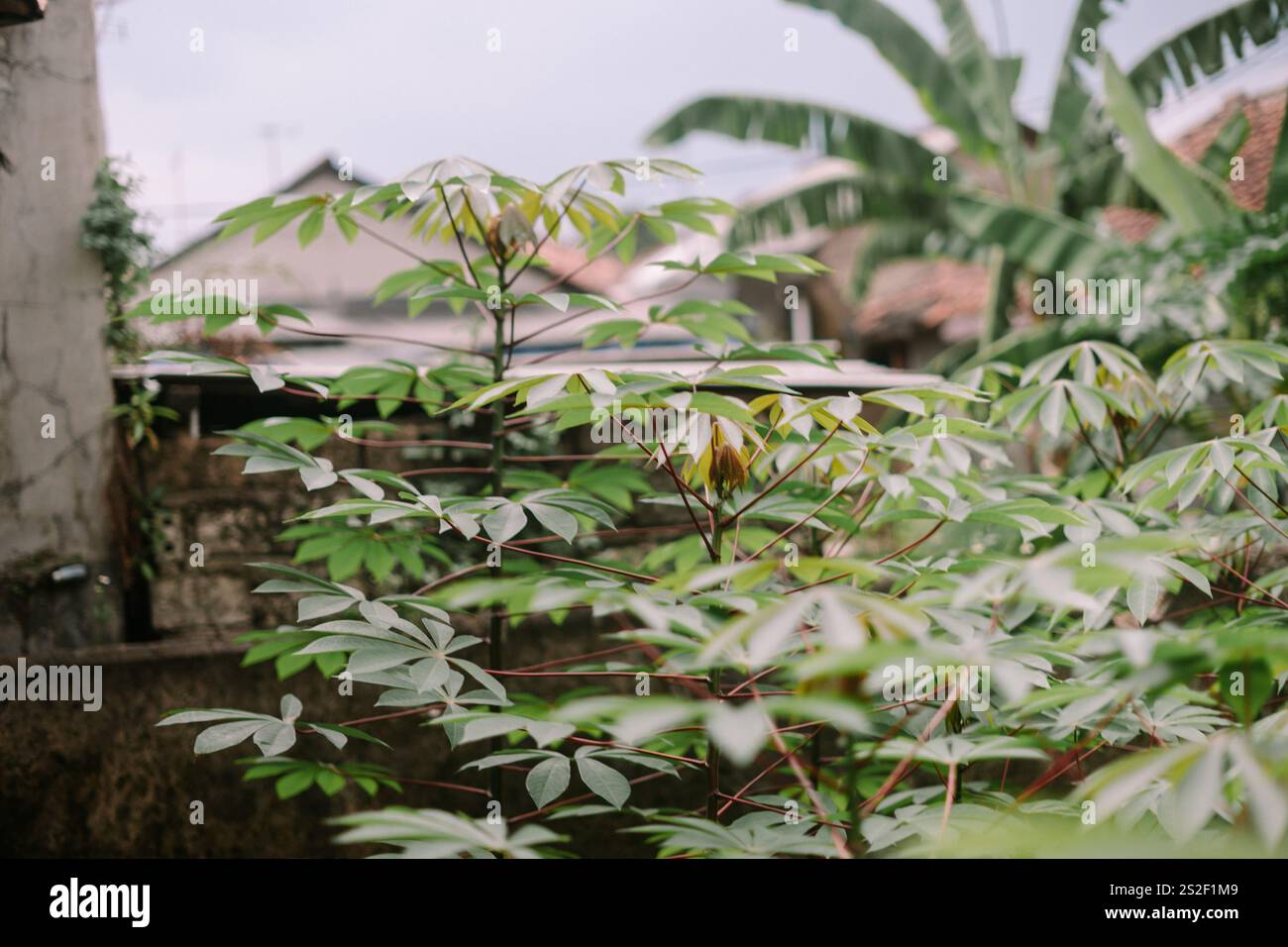 Young cassava tree with vibrant green leaves growing in a rural ...