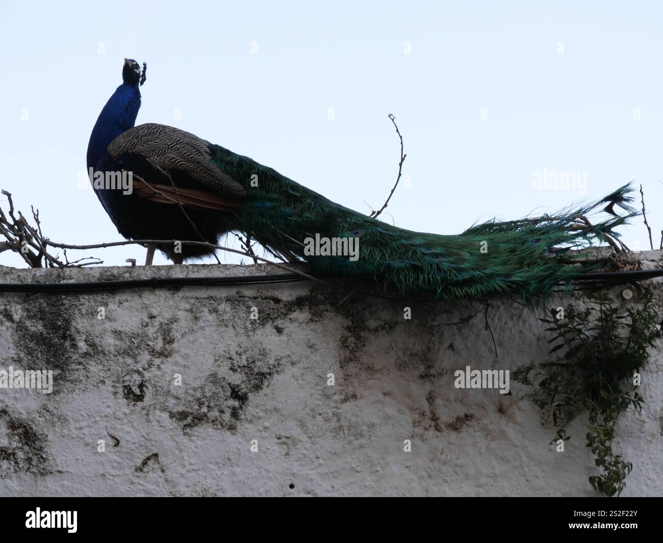Male white and blue peacock sitting on a wall at Casa del Rey Moro in ...