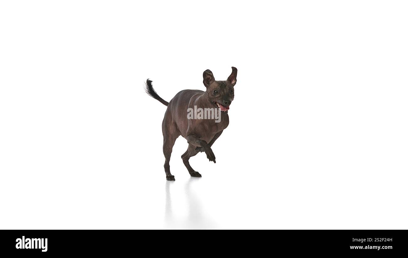 Funny looking purebred hairless Xoloitzcuintli Mexican dog running ...