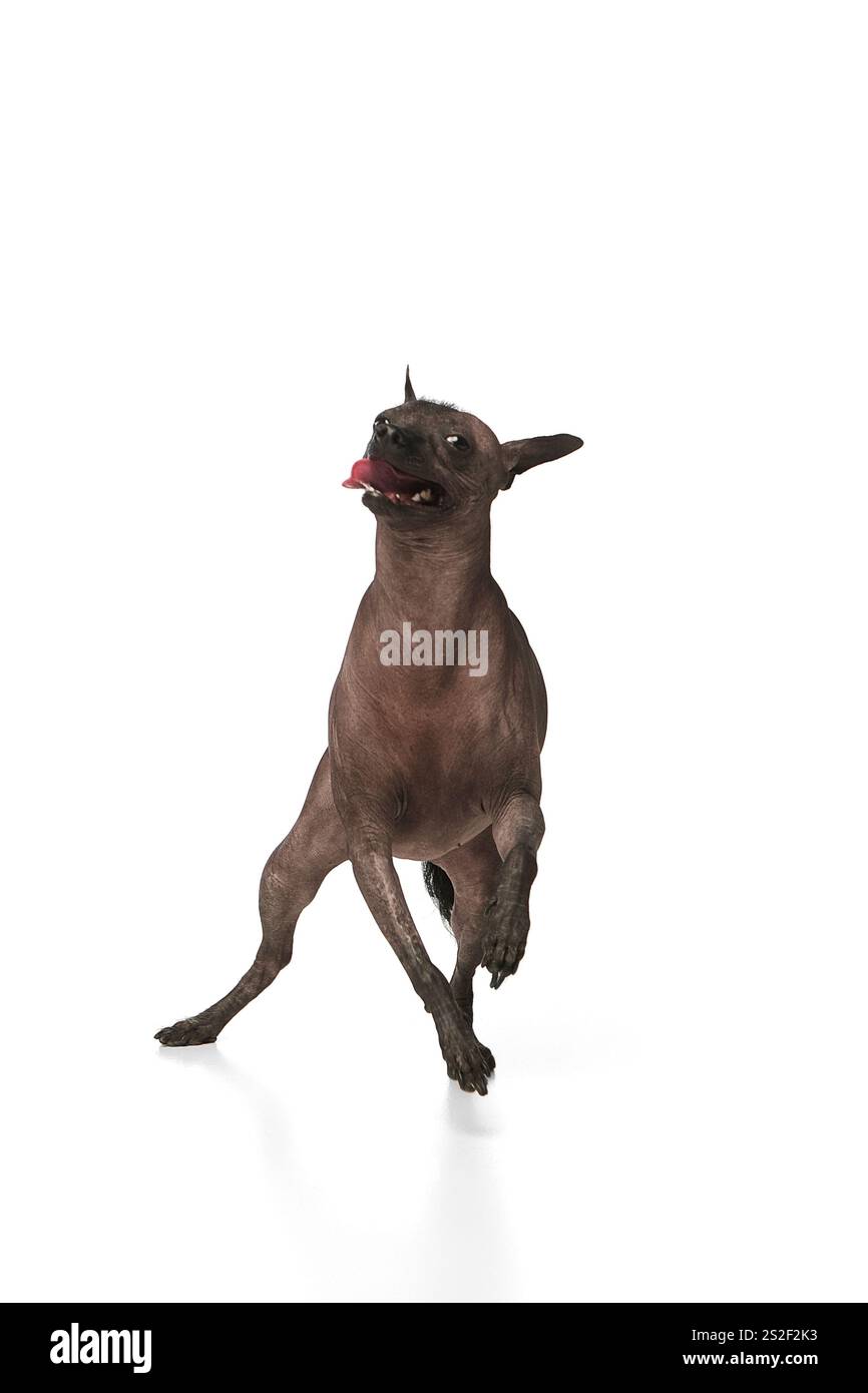 Hairless Xoloitzcuintli dog with dark skin and a long tongue sticking ...