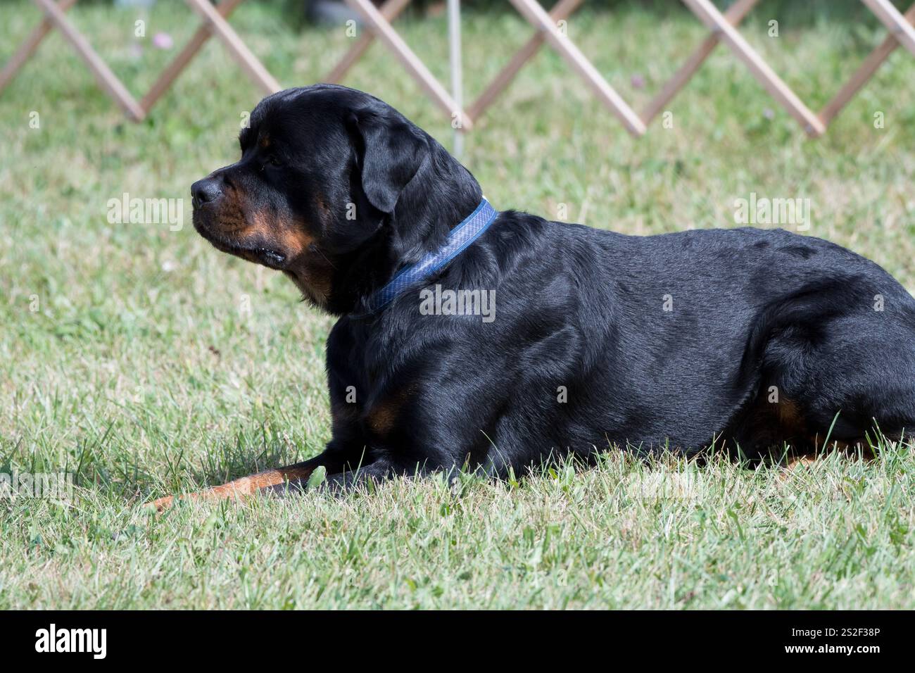 Rottweiler laying down ready to begin their run at an agility ...