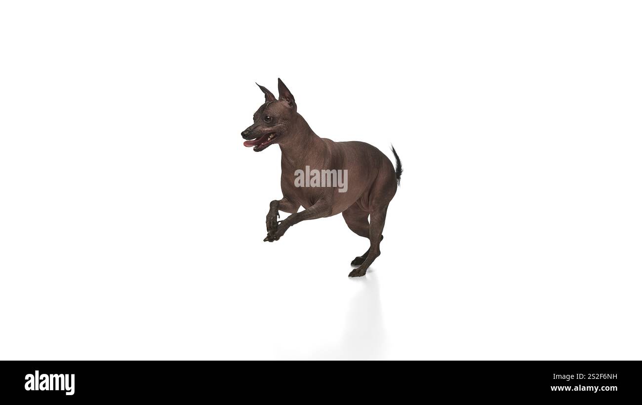 Active hairless Xoloitzcuintli Mexican dog in motion, running and ...