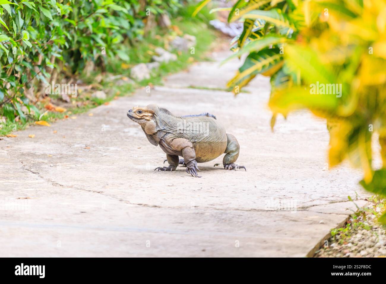 A large lizard is walking on a sidewalk. The lizard is brown and has a ...