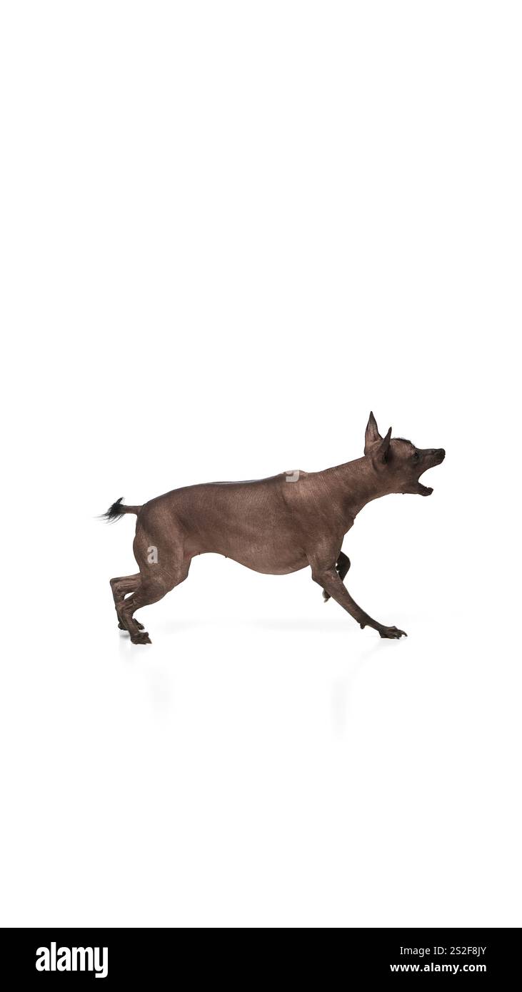 Purebred hairless Xoloitzcuintli Mexican dog standing and barking ...