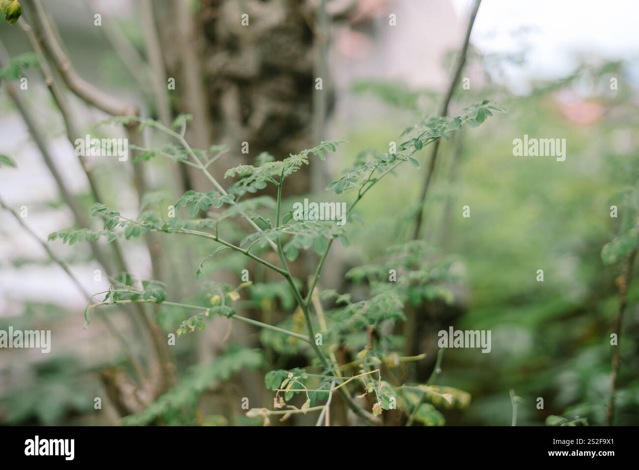 Moringa oleifera is a fast-growing, drought-resistant tree of the ...