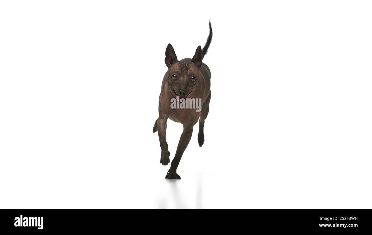 Purebred hairless Xoloitzcuintli Mexican dog running with tongue ...