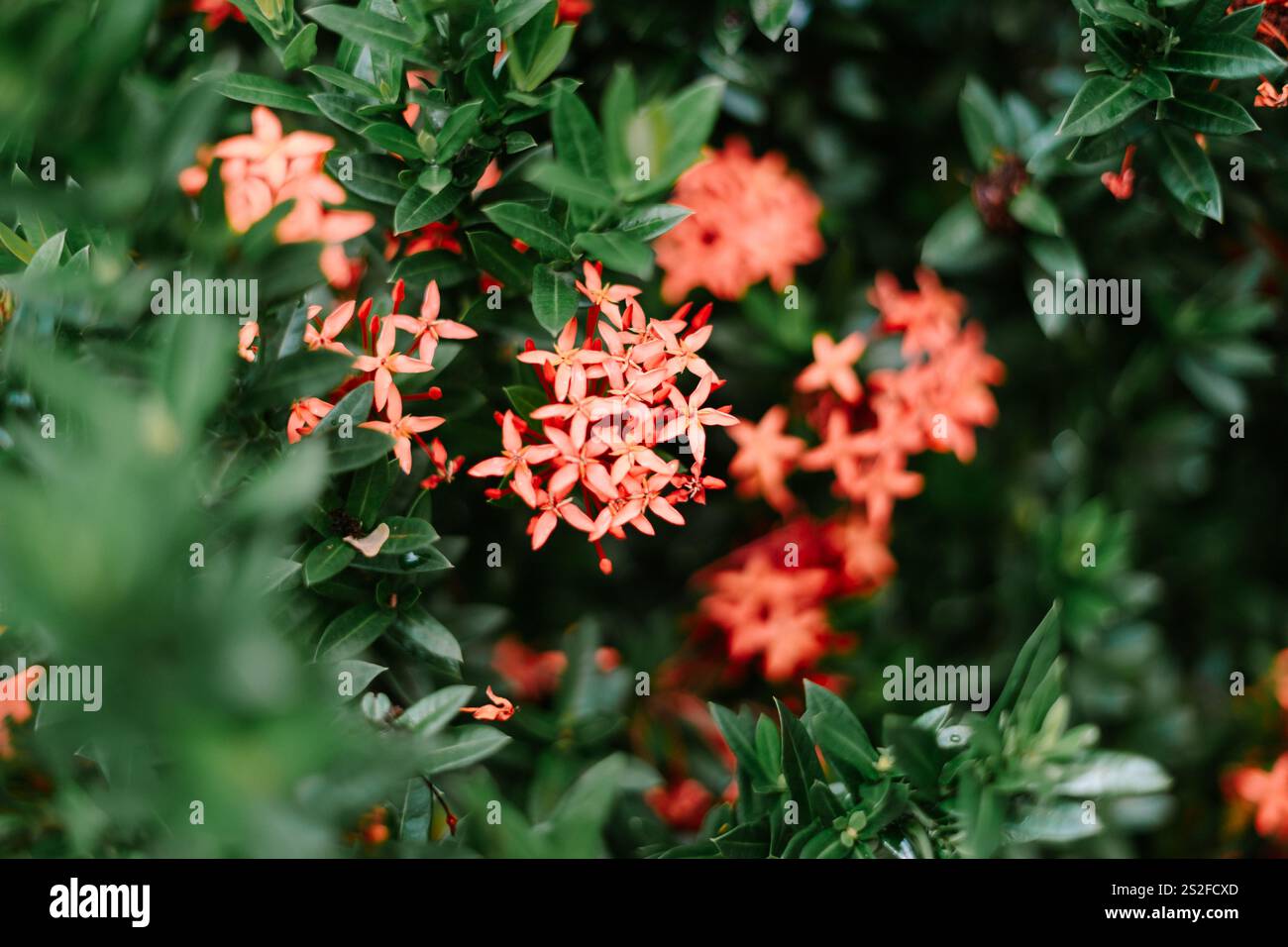 Ixora coccinea is a species of flowering plant in the family Rubiaceae ...