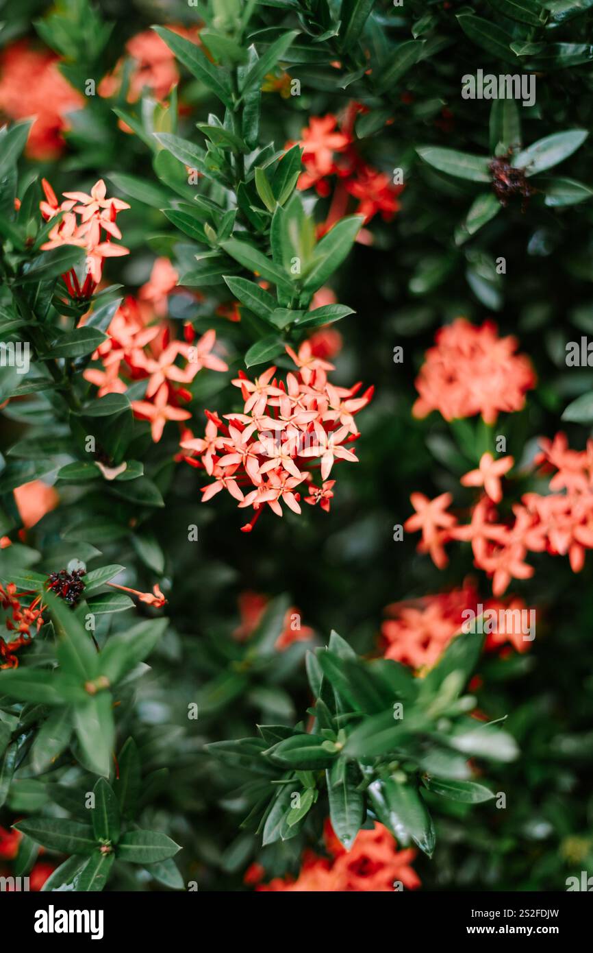 Ixora coccinea is a species of flowering plant in the family Rubiaceae ...