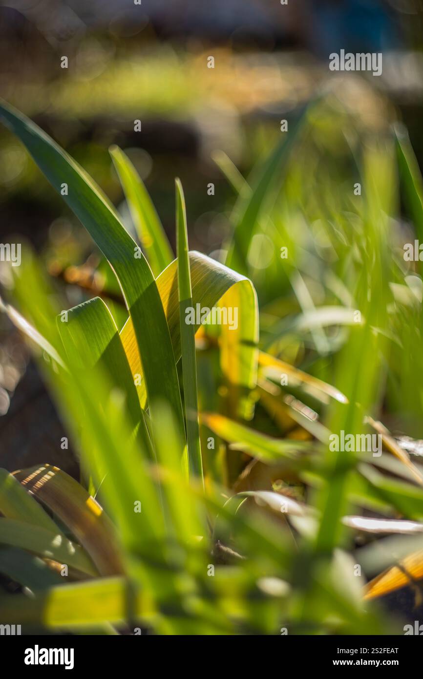 Macro photography of the beautiful nature that surrounds us Stock Photo ...