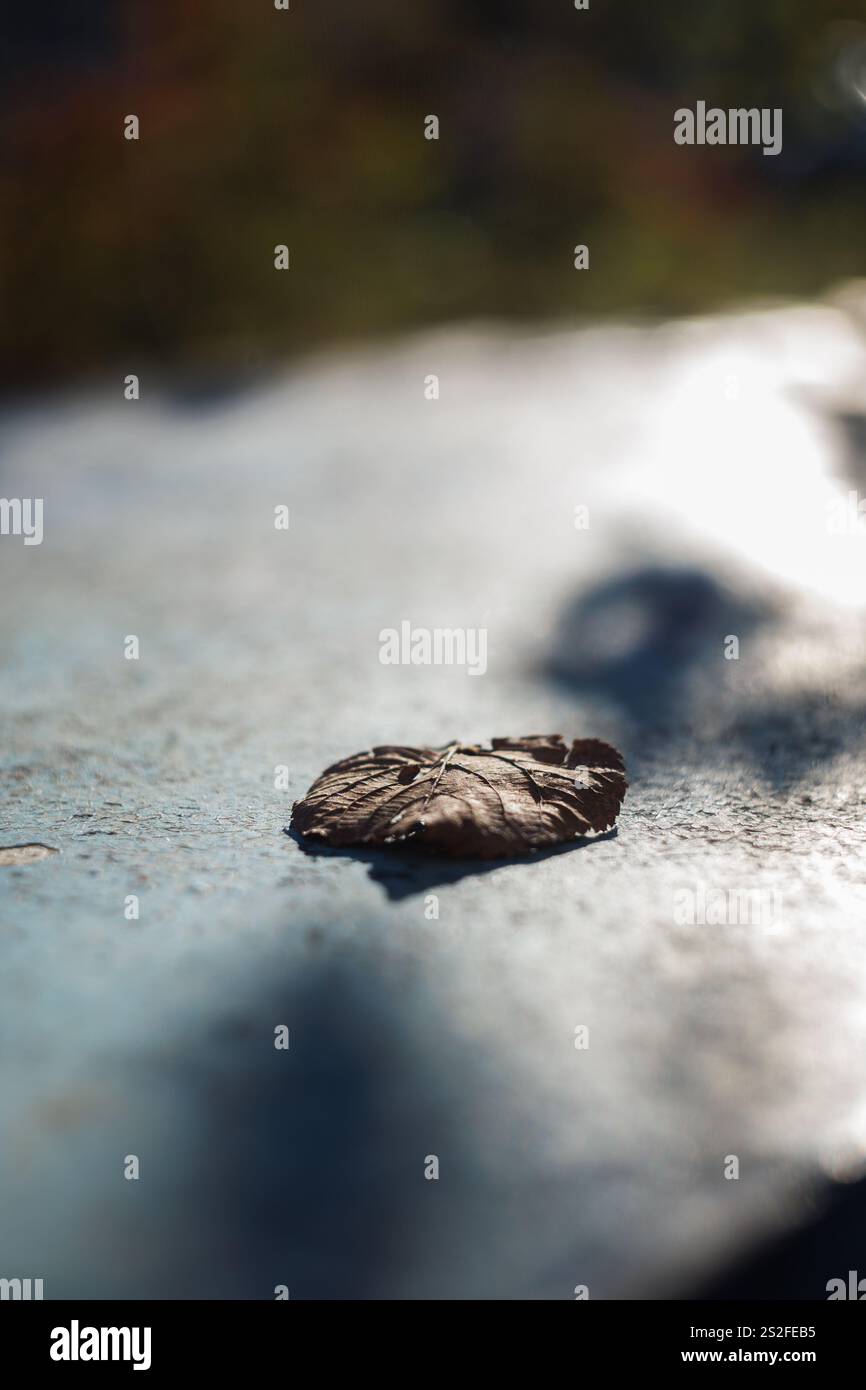 Macro photography of the beautiful nature that surrounds us Stock Photo ...