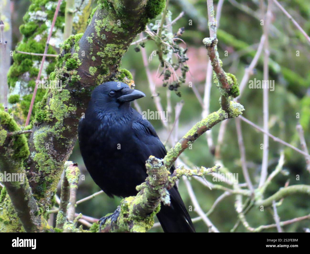 ...der Altvogel beobbachtet mich genau und jede meiner Bewegungen...vor ...