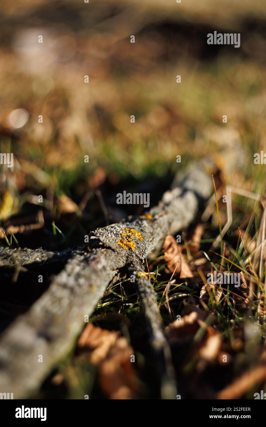 Macro photography of the beautiful nature that surrounds us Stock Photo ...