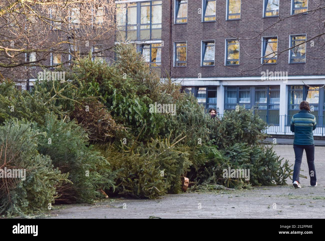 London, UK. 7th January 2025. A huge pile of discarded Christmas trees ...
