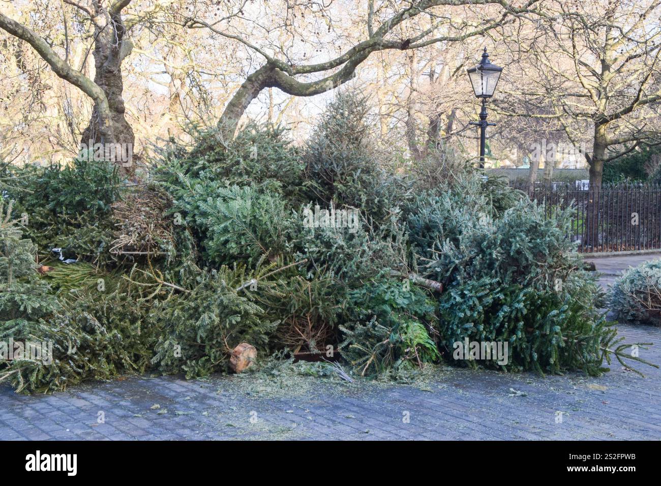 London, UK. 7th January 2025. A huge pile of discarded Christmas trees ...
