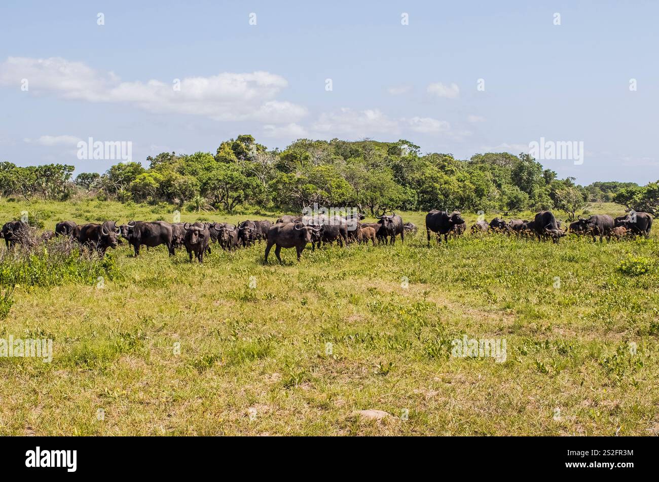 Being one of the important animals of African wildlife, buffaloes ...