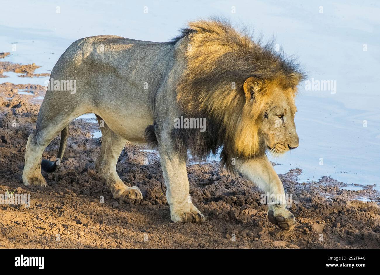 The Lions (Panthera leo) often hunt in groups at the Munyawana Private ...