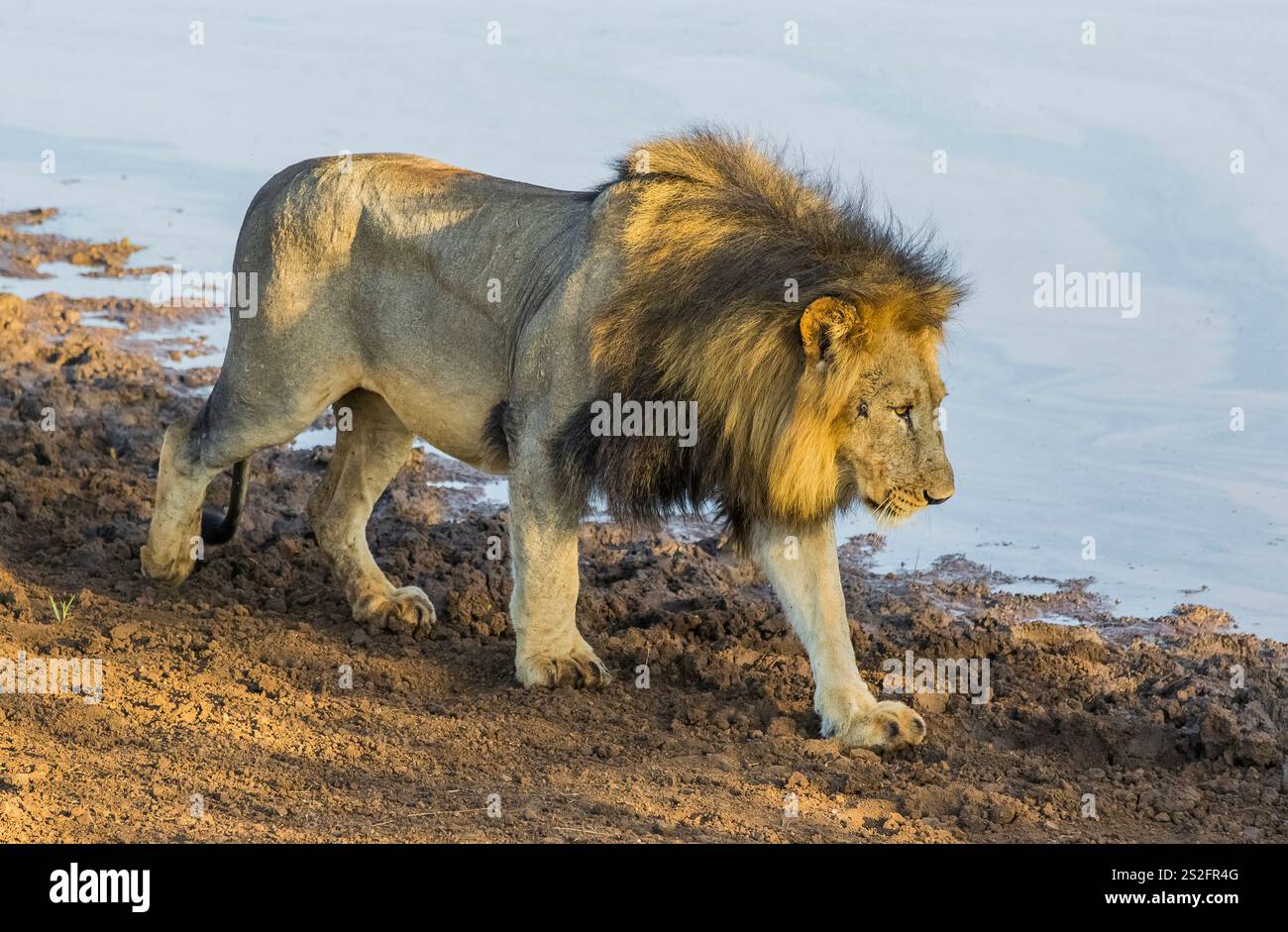 The Lions (Panthera leo) often hunt in groups at the Munyawana Private ...
