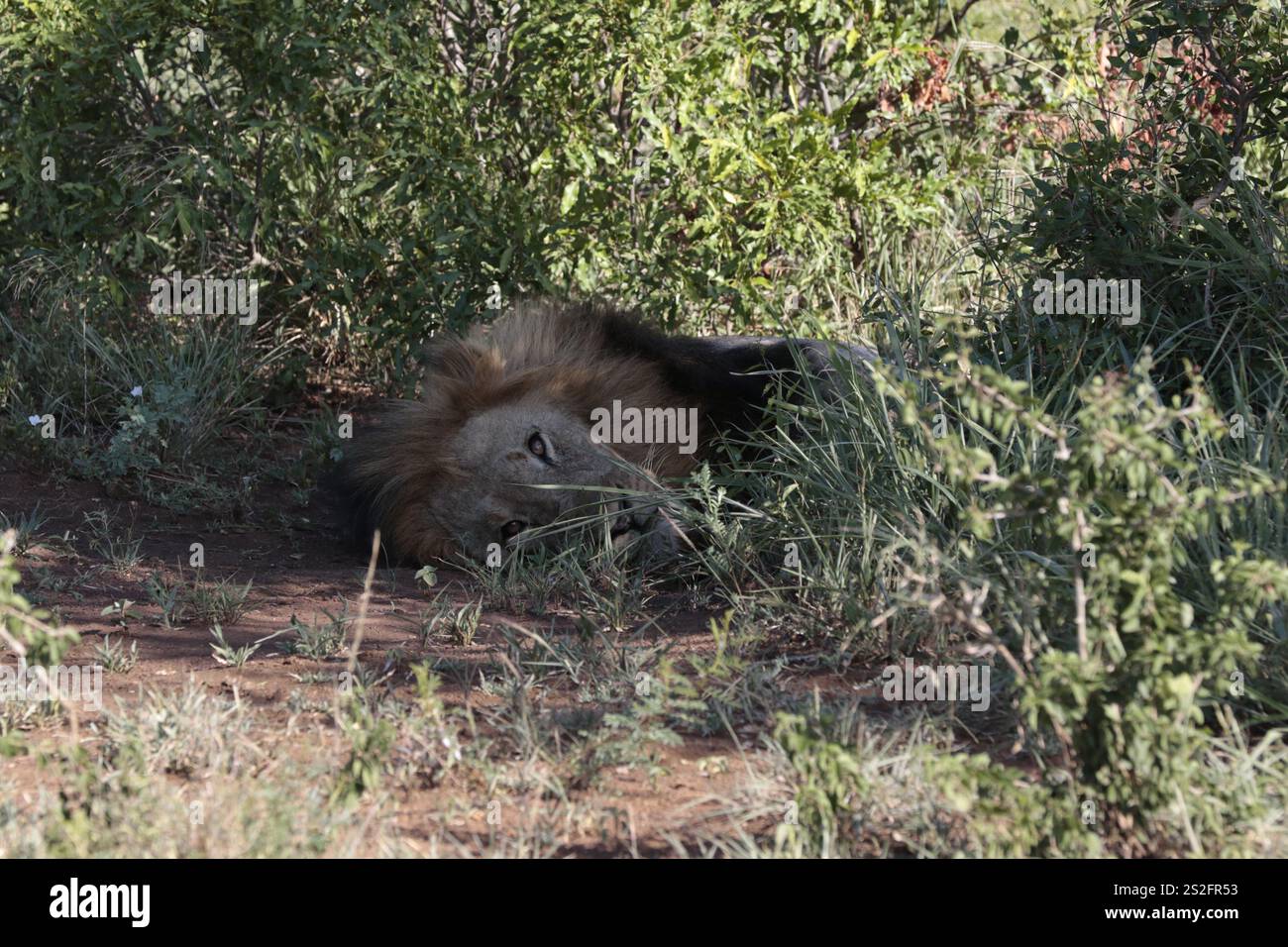 The Lions (Panthera leo) often hunt in groups at the Munyawana Private ...