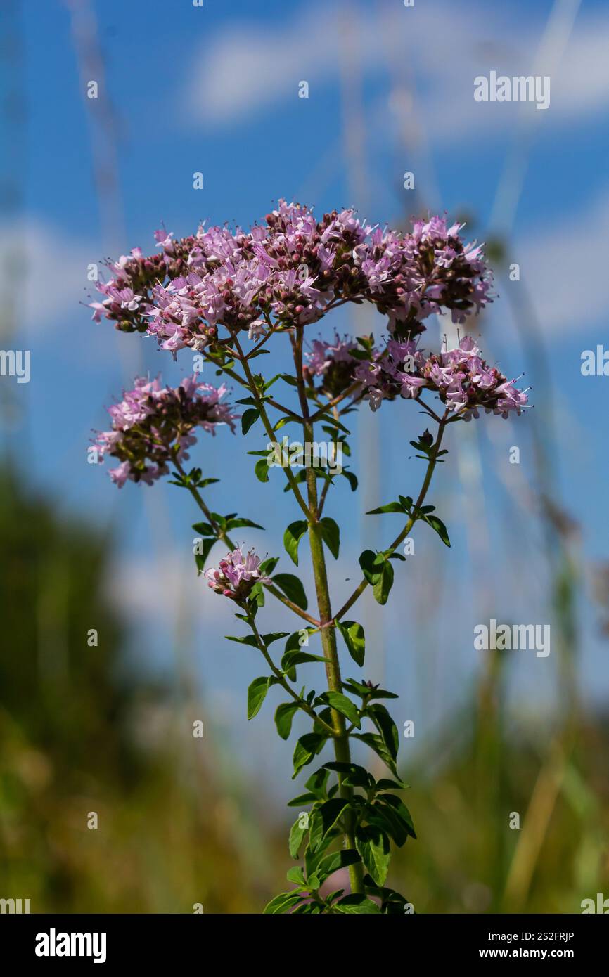 Oregano is a honey and medicinal plant. Oregano Origanum vulgare kind ...