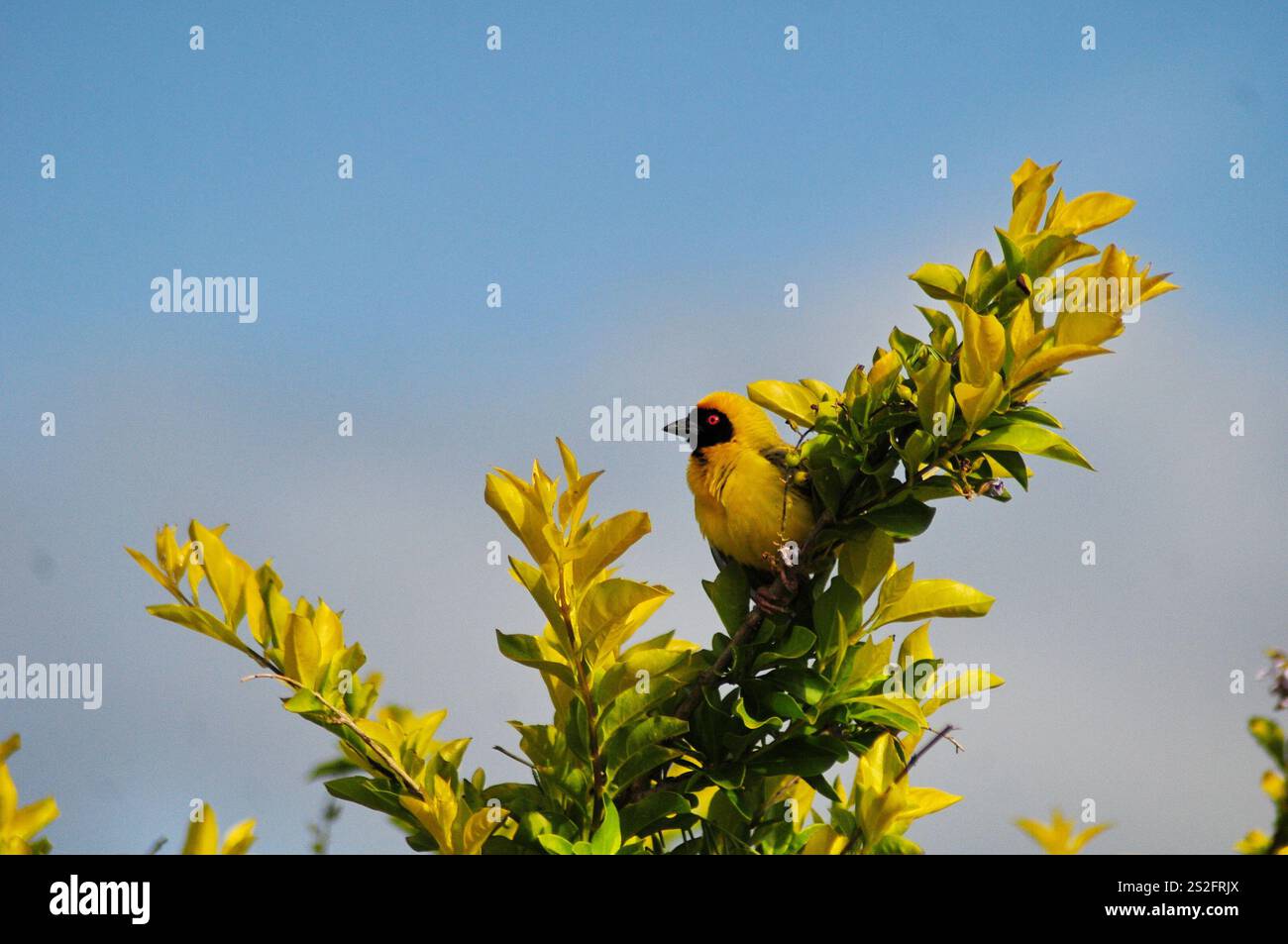Weaver birds build their nests on a tree located at a homestead in Ga ...