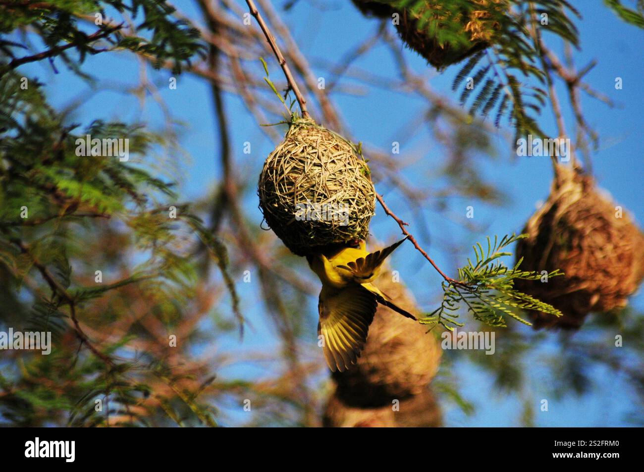 Weaver birds build their nests on a tree located at a homestead in Ga ...