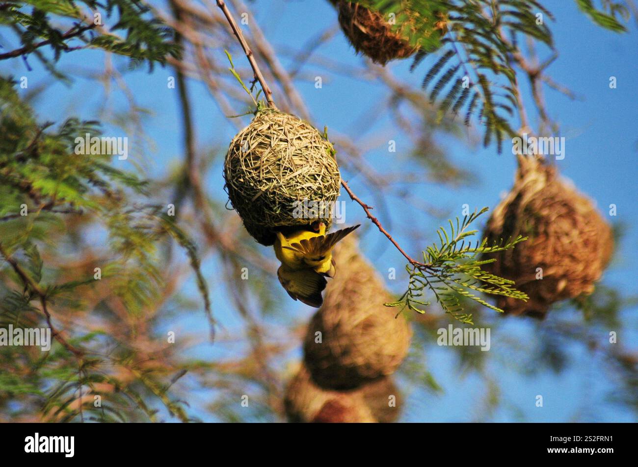 Weaver birds build their nests on a tree located at a homestead in Ga ...